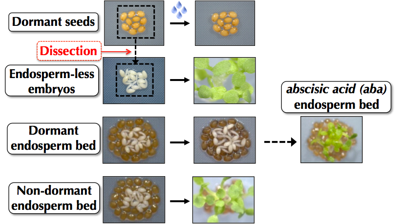 Abscisic Acid Seed Dormancy