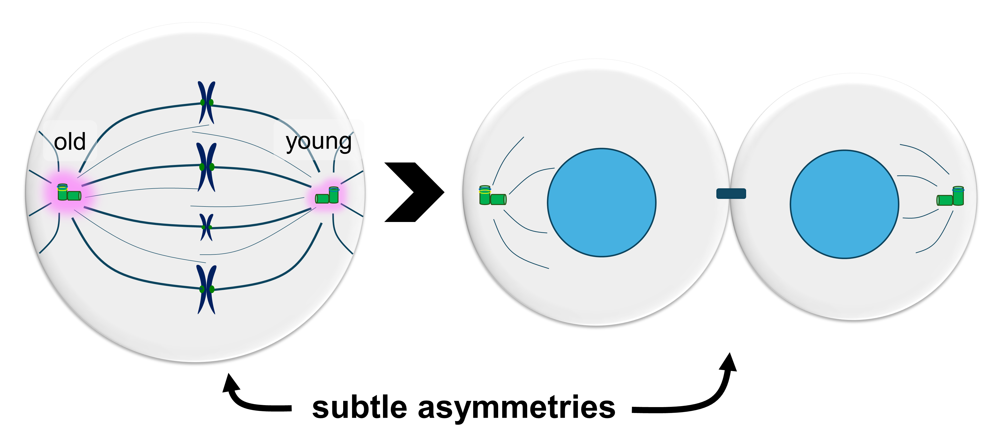 What if culture cells divide asymmetrically? - Department of Cell ...