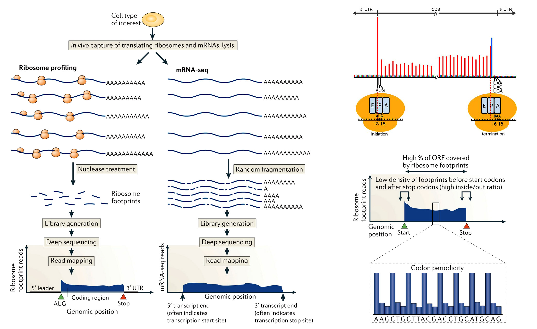 Analysis of translatome by Ribo-Seq (Ribosome Profiling)