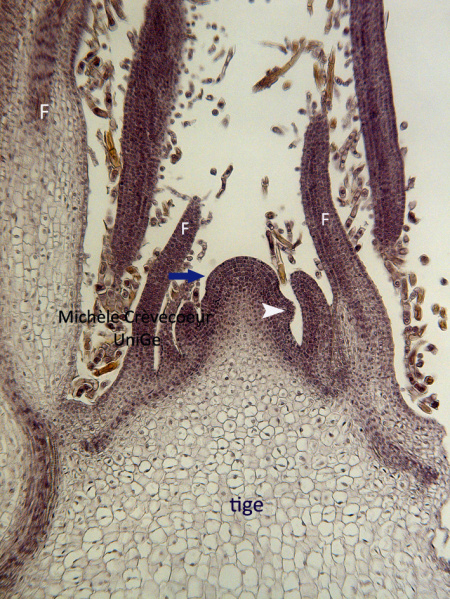 Site de Michèle Crevecoeur :: Méristèmes primaires